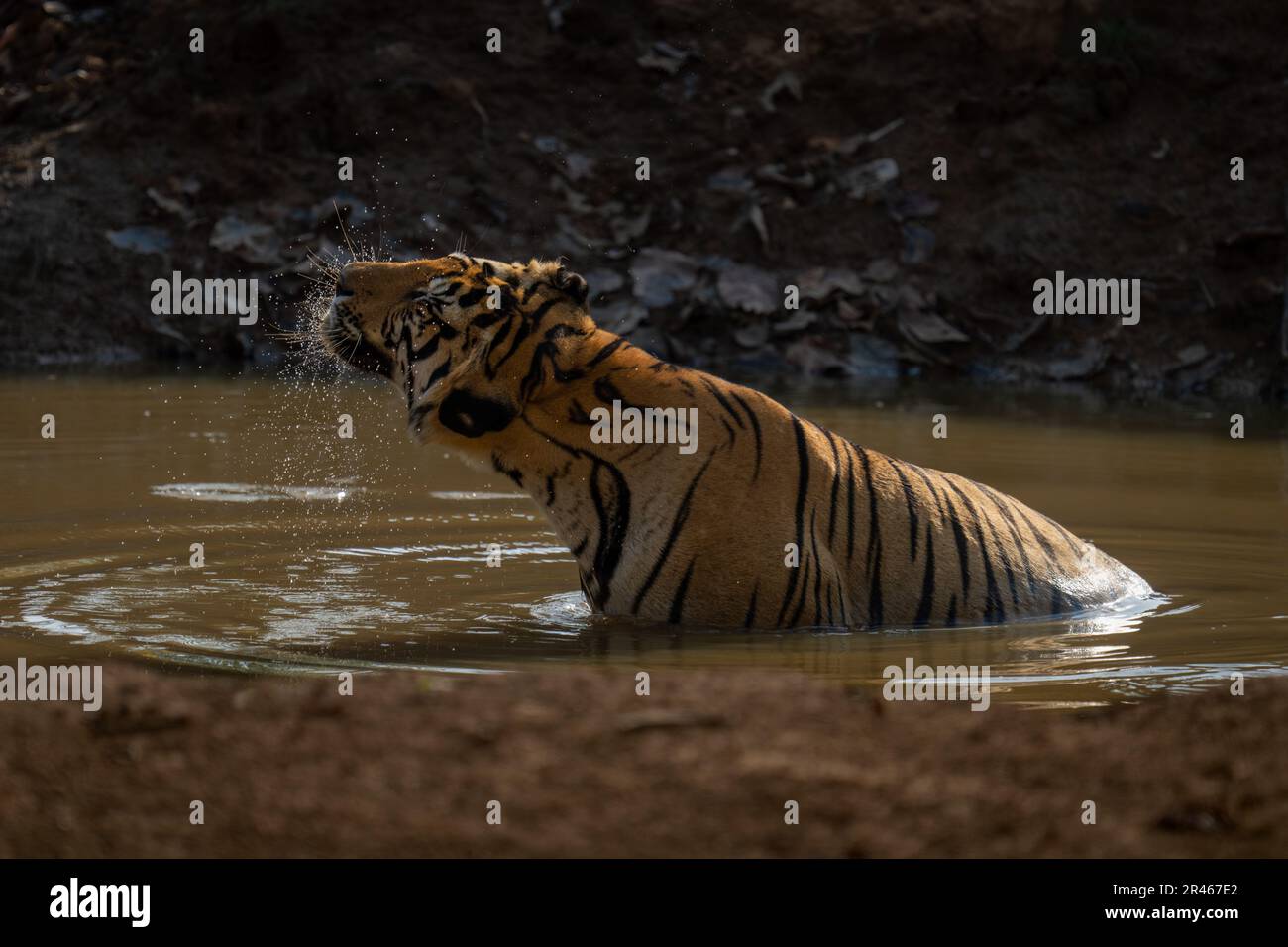 Bengal tiger sits shaking head in waterhole Stock Photo - Alamy