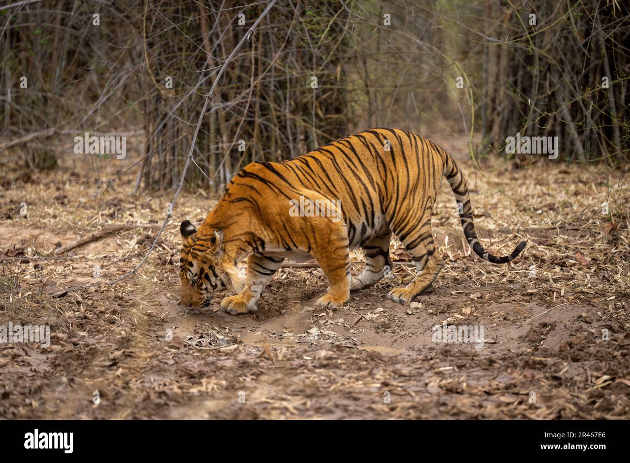 Tiger sniffing tree hi-res stock photography and images - Alamy