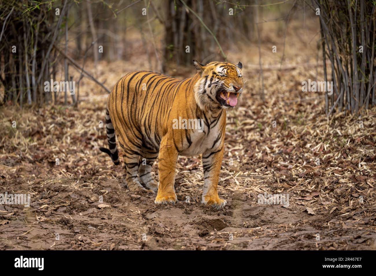 Bengal tiger standing showing the Flehmen response Stock Photo - Alamy