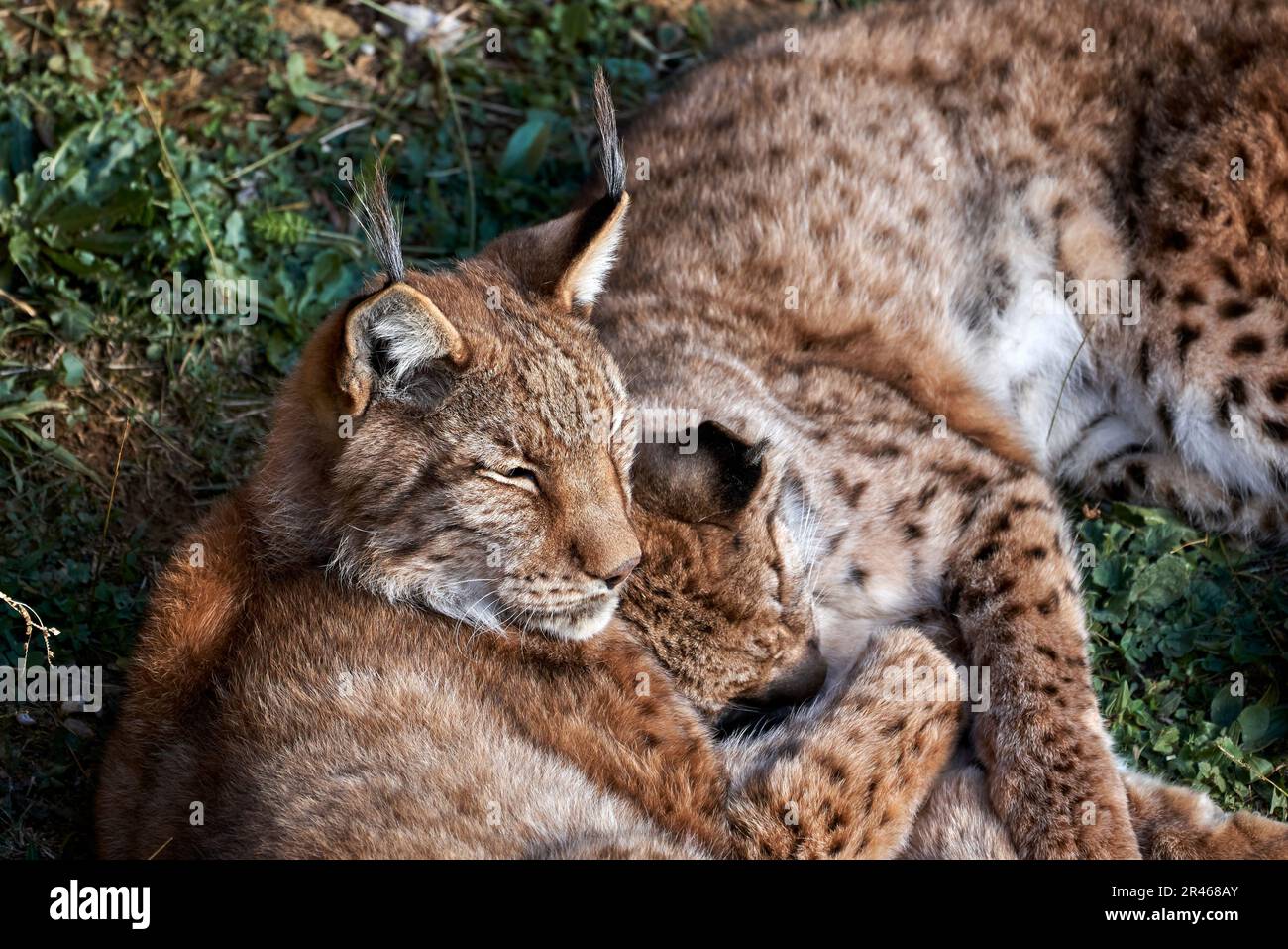 A beautiful shot of majestic brown lynx animes huddled together in a ...