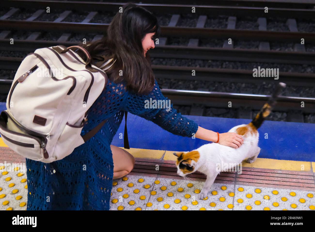 Woman animal train cat hi-res stock photography and images - Alamy