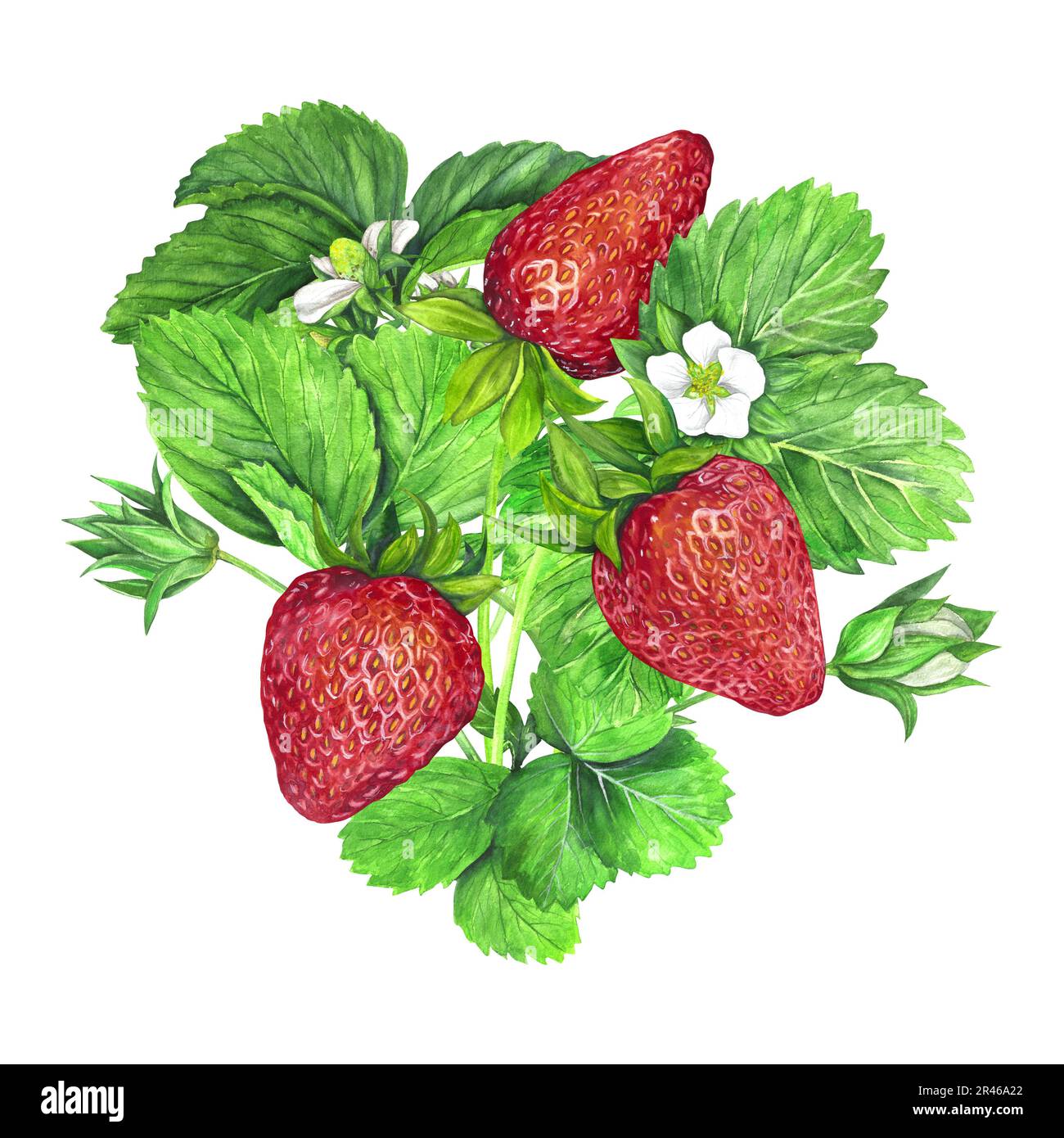 Strawberry bush with white flowers, green leaves and red juicy ...