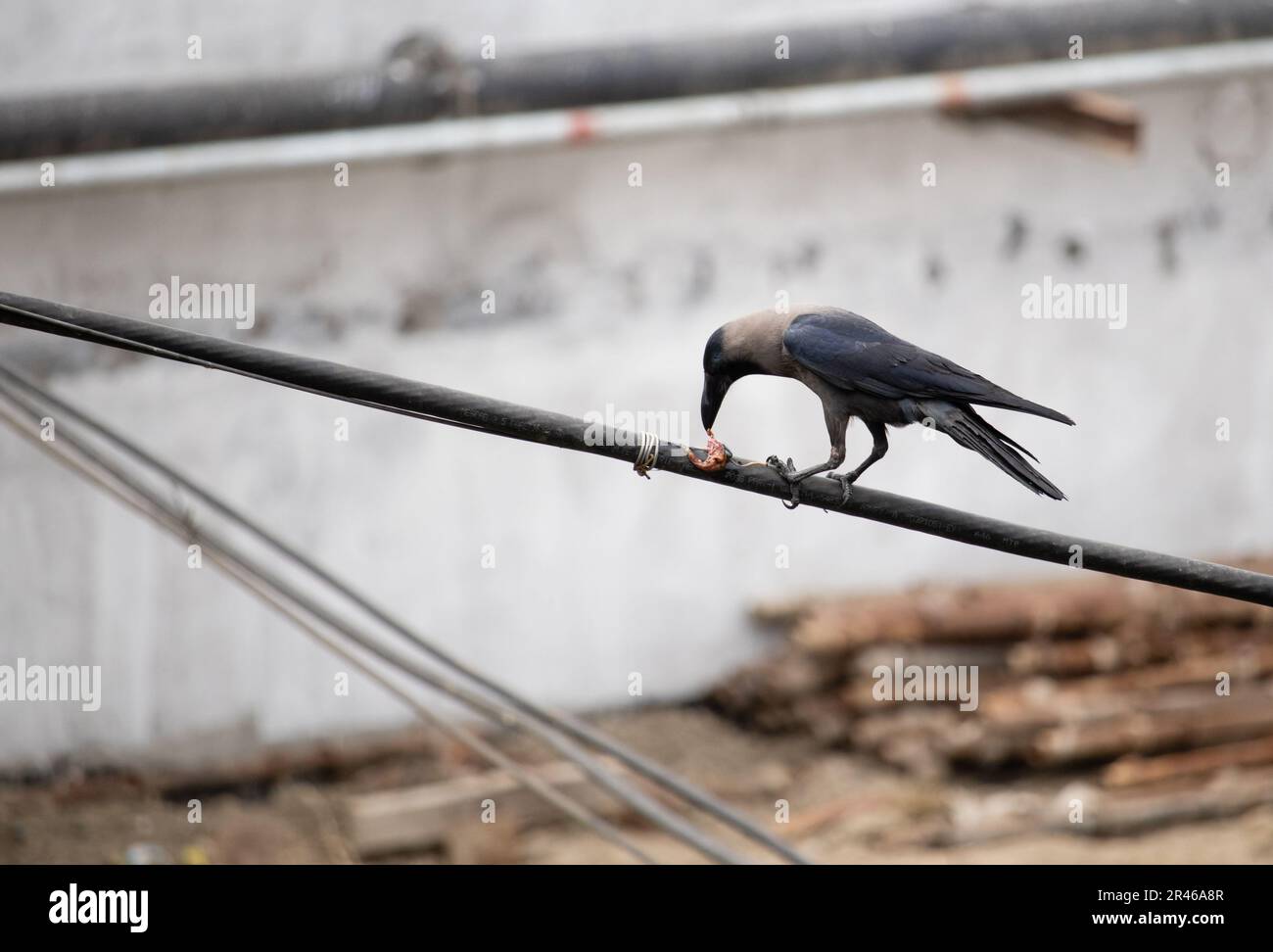 An Indian common crow perching on a cable in city Stock Photo - Alamy