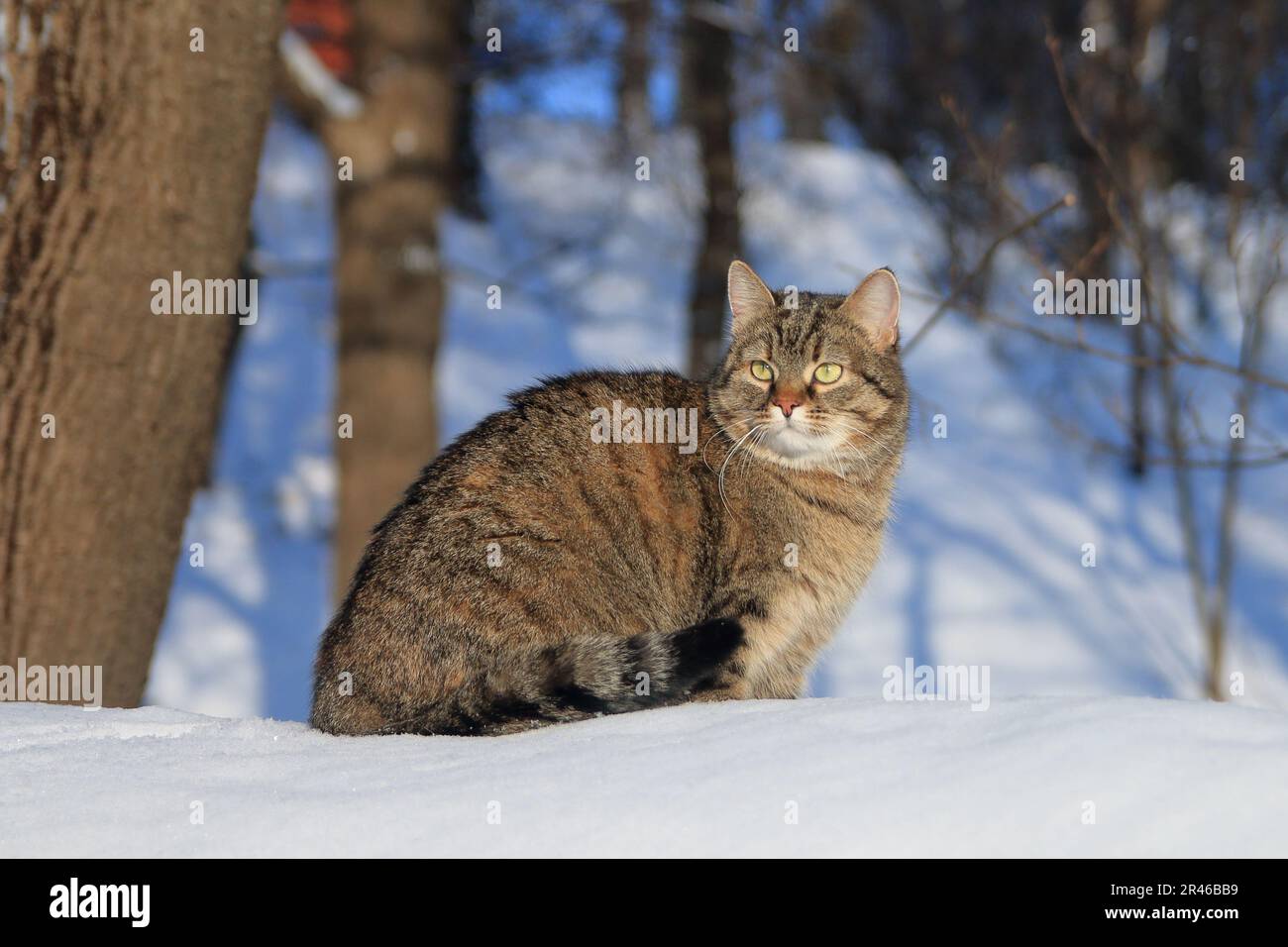 The photo was taken in the city park of Kiev. The picture shows a cat ...