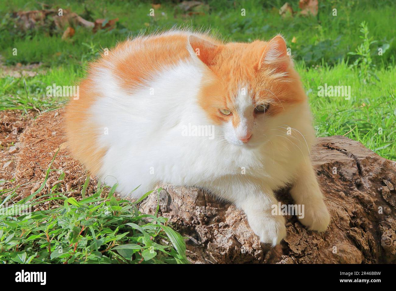 Photo taken on the island of Palma de Mallorca. In the picture, a ...