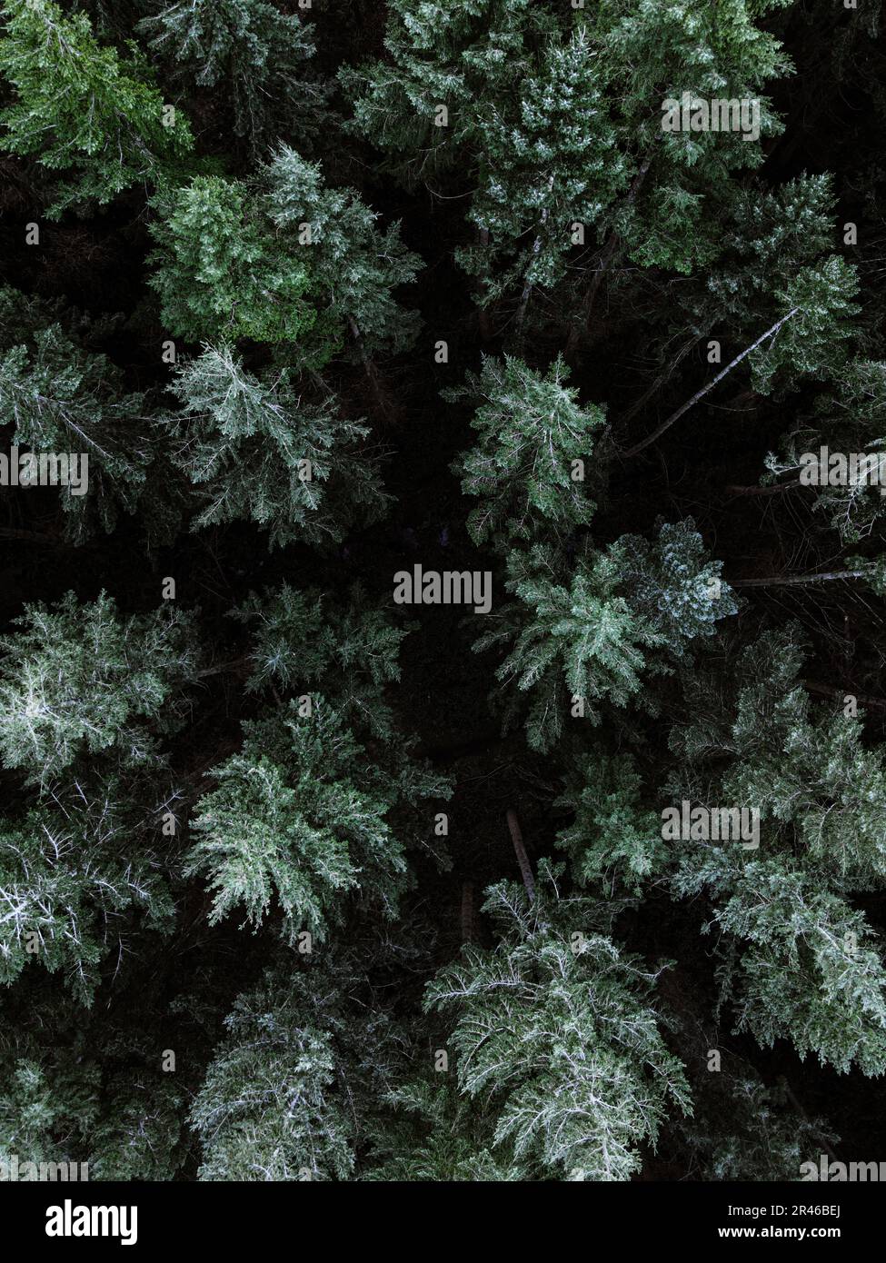 An aerial view of a lush forest filled with evergreen trees, the view ...