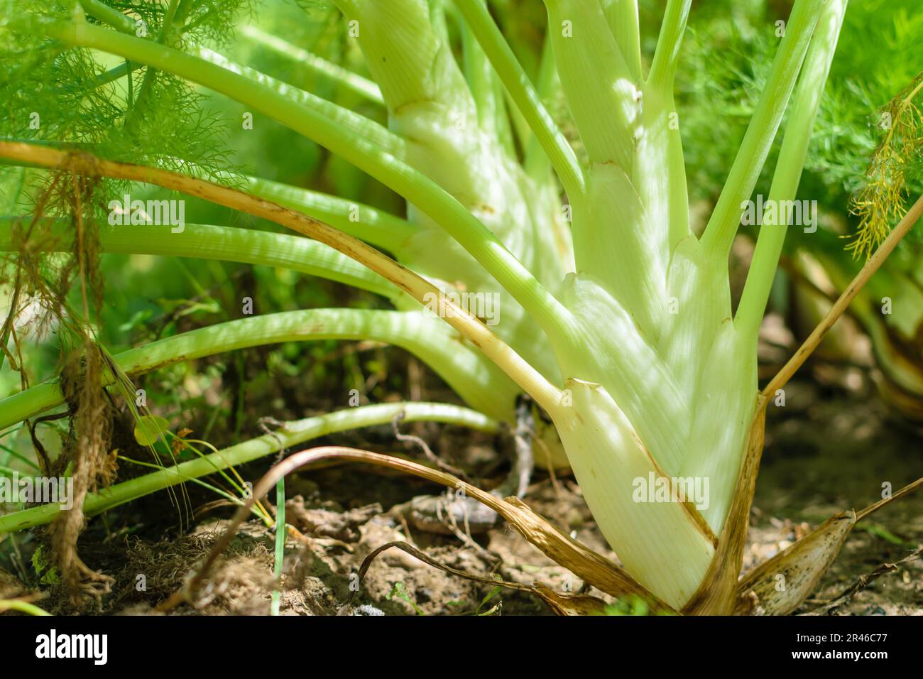 Image of Fennel planted in farmland. Harvesting and agriculture Stock ...