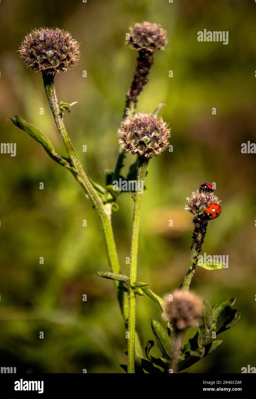 Ladybug sits on flower hi-res stock photography and images - Alamy