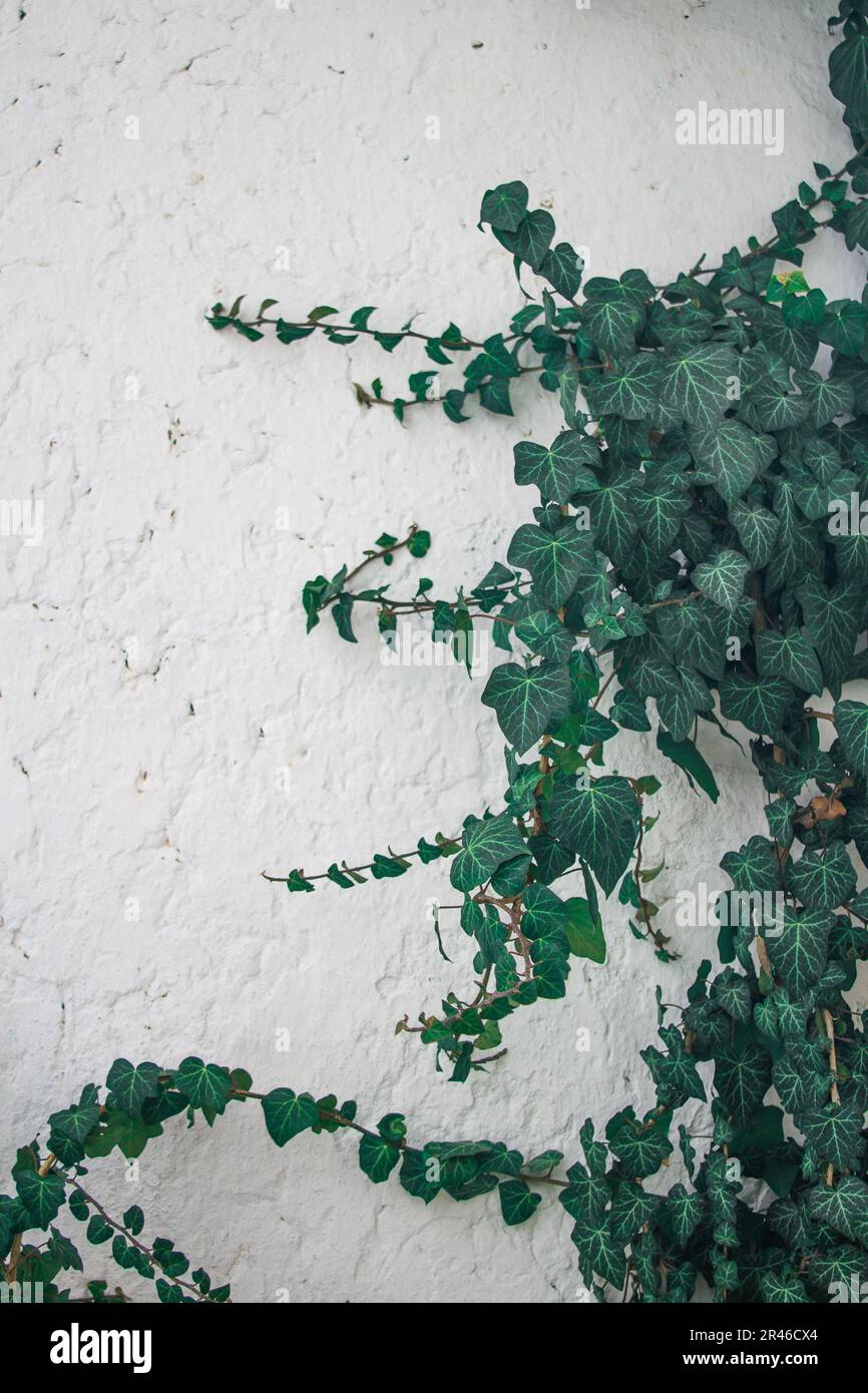 A green leafy potted plant sitting atop a white stucco wall, providing ...