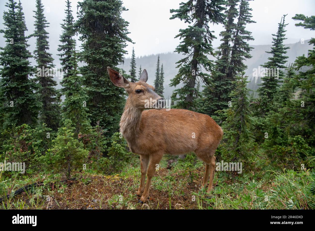 Mule deer doe photographed with wide-angle lens Stock Photo - Alamy