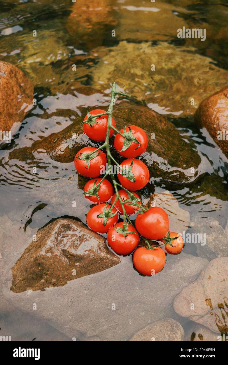 Fresh, ripe tomatoes floating in a shallow, rocky pool of water Stock ...