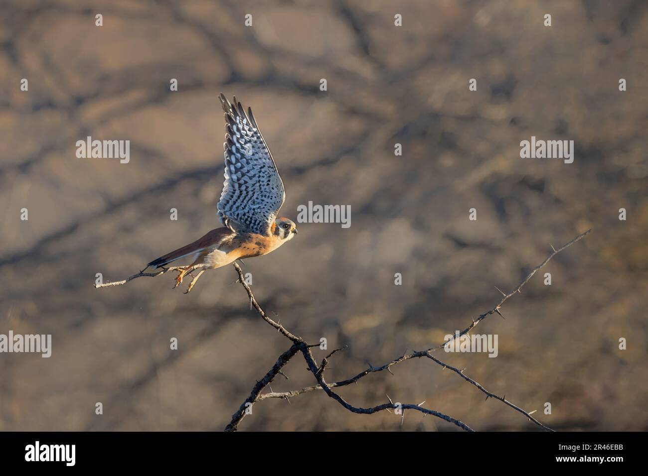 A beautiful red footed falcon is soaring through the air, wings ...