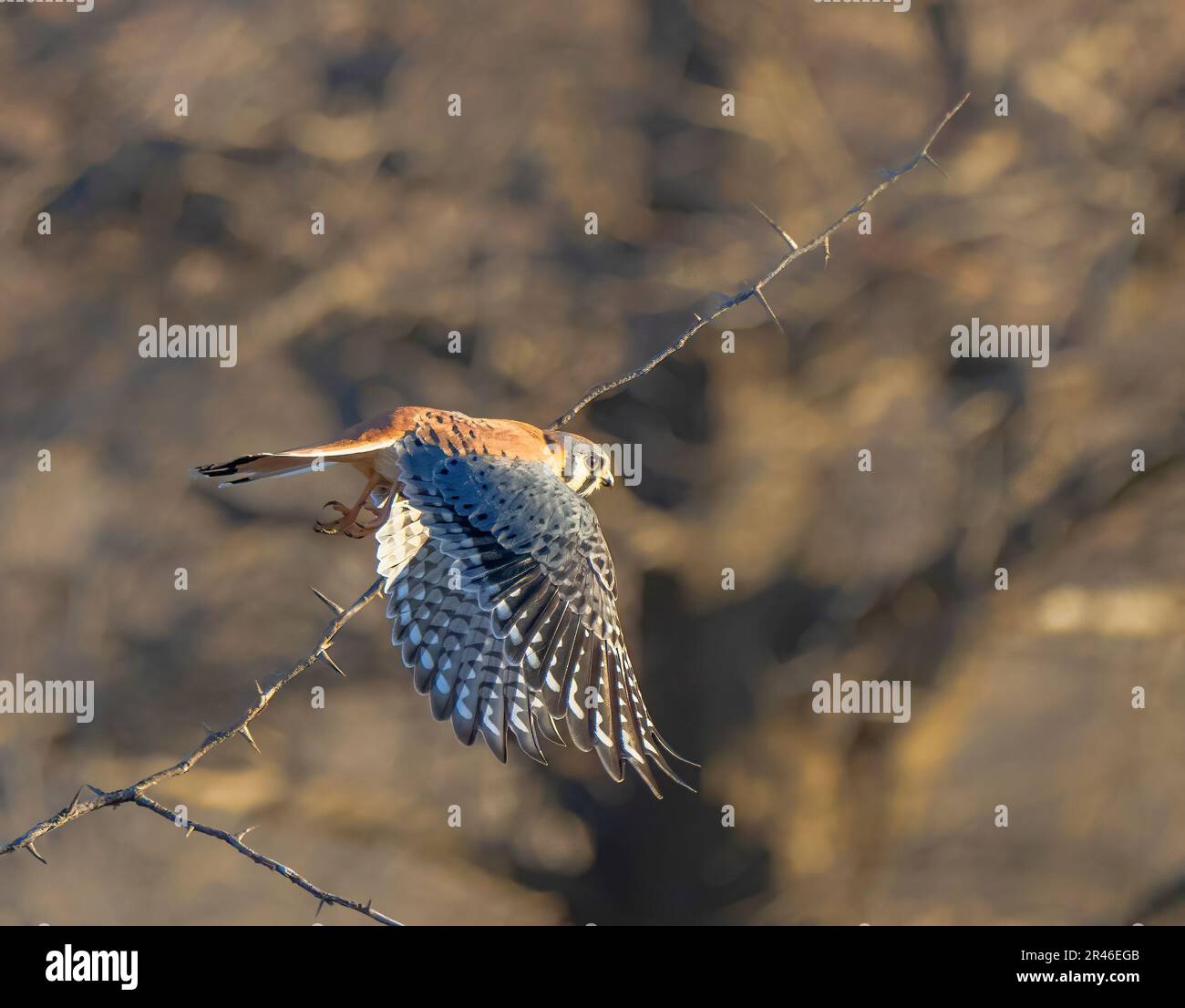 This image shows a red-footed falcon in mid-flight, its wings ...