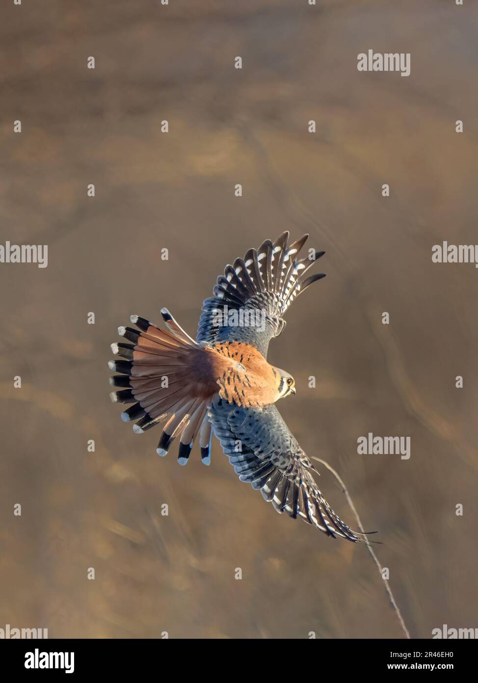 A beautiful red-footed falcon is captured in mid-flight, wings spread ...