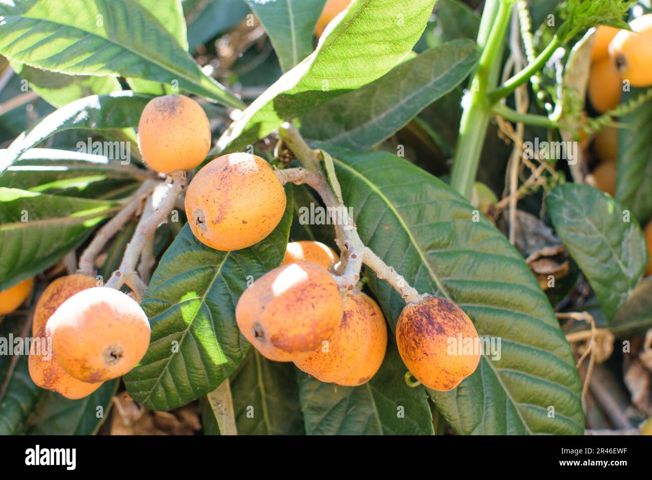 Medlars fruit in tree hi-res stock photography and images - Alamy