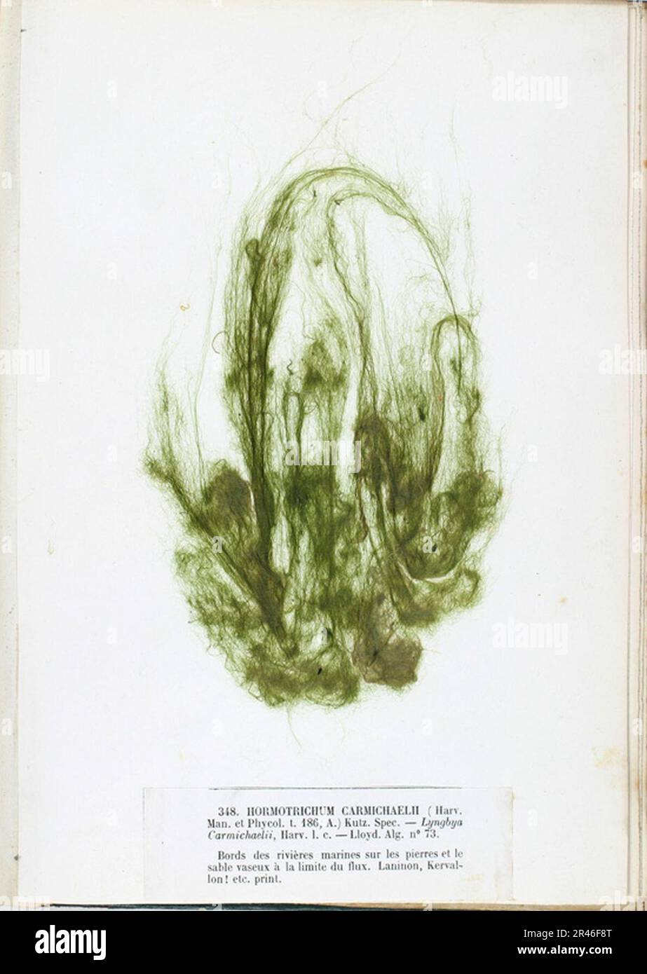 Ulothrix hi-res stock photography and images - Alamy