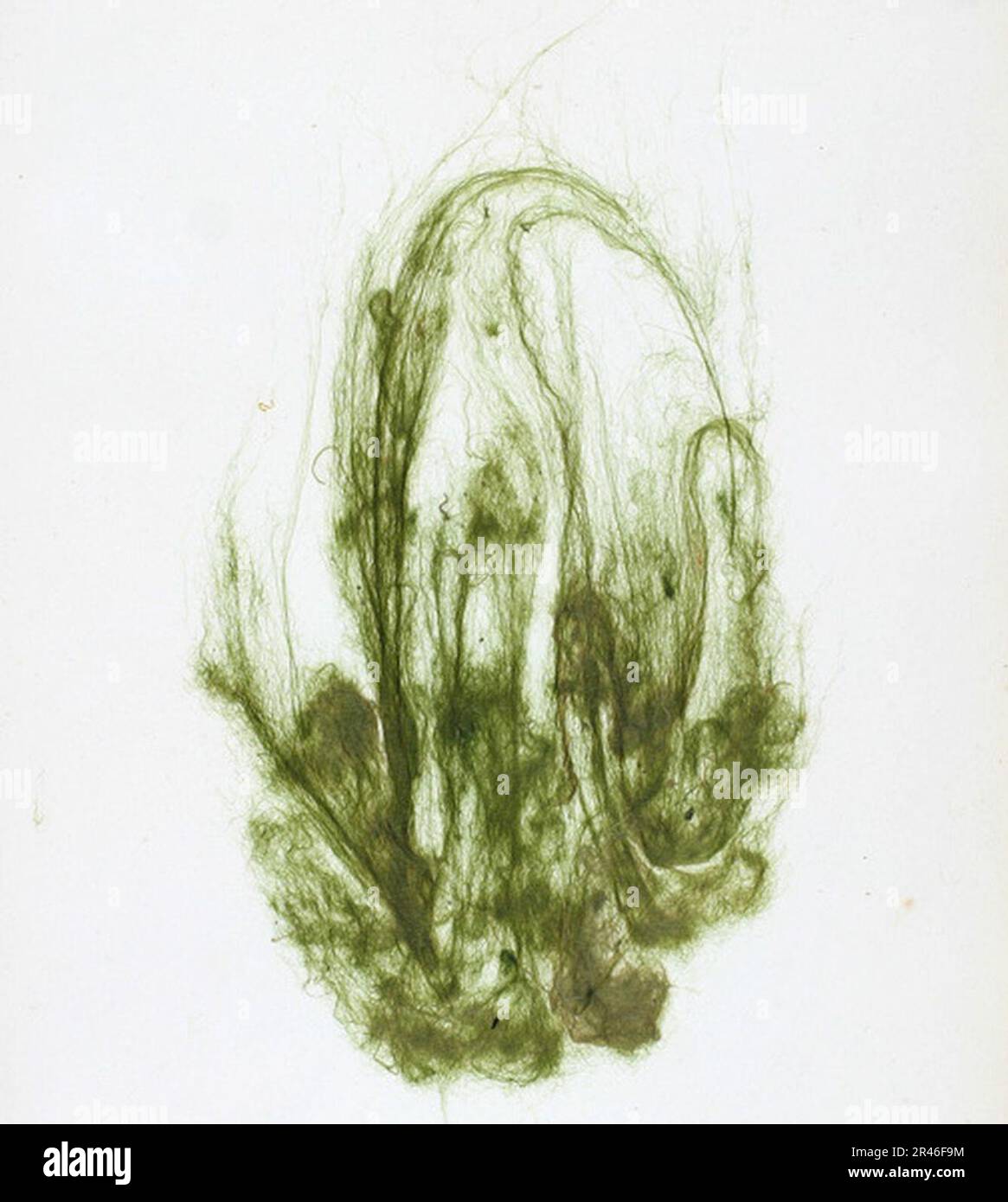 Ulothrix hi-res stock photography and images - Alamy