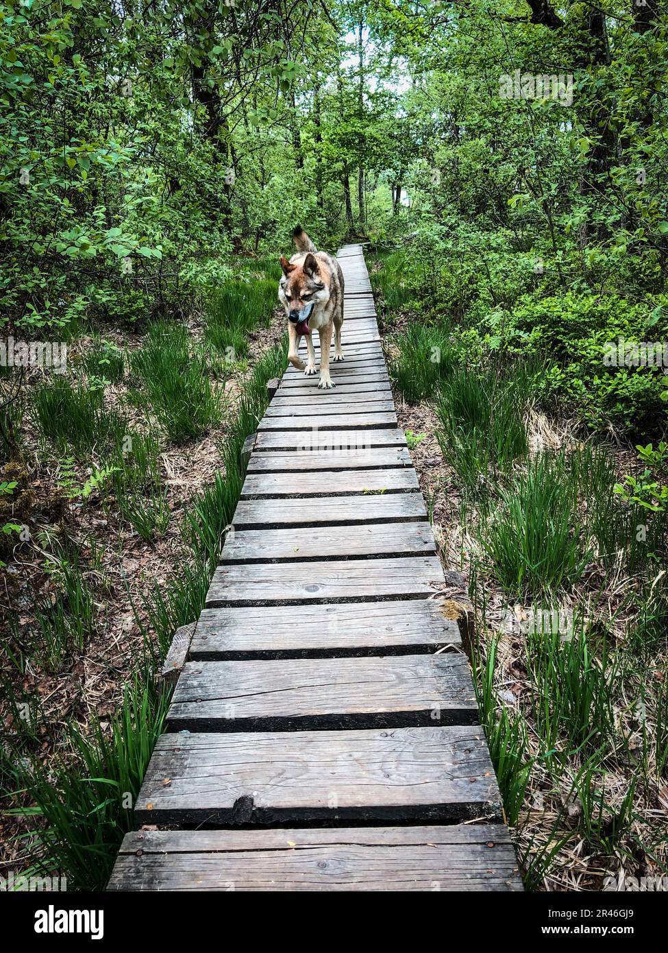 Wooden footbridge hiking trail through moorland in the German Belgian ...