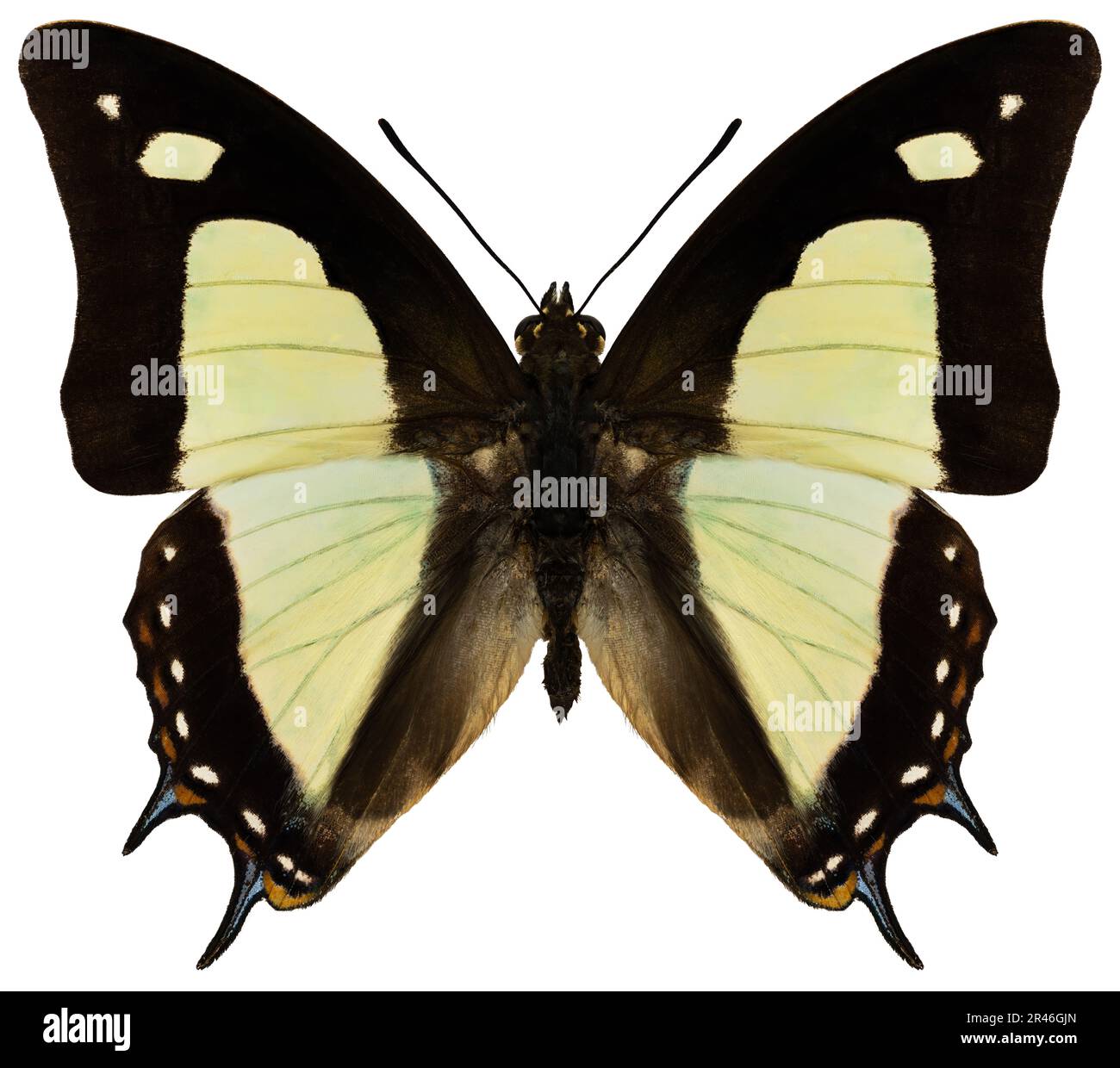 Butterfly species Polyura arja, trivial name: Pallid Nawab Stock Photo ...
