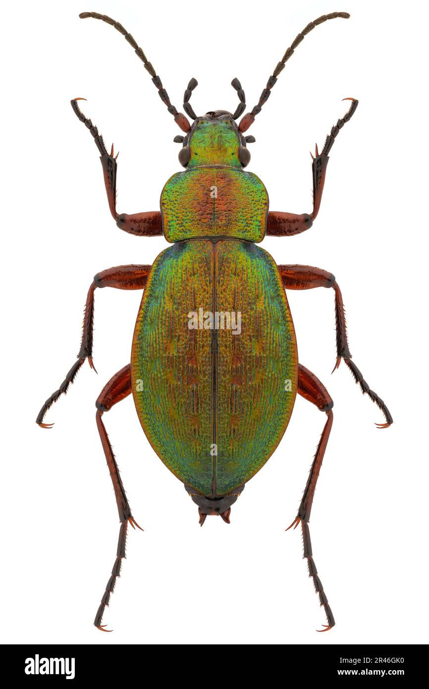 Ground beetle species Carabus truncaticollis, female Stock Photo - Alamy