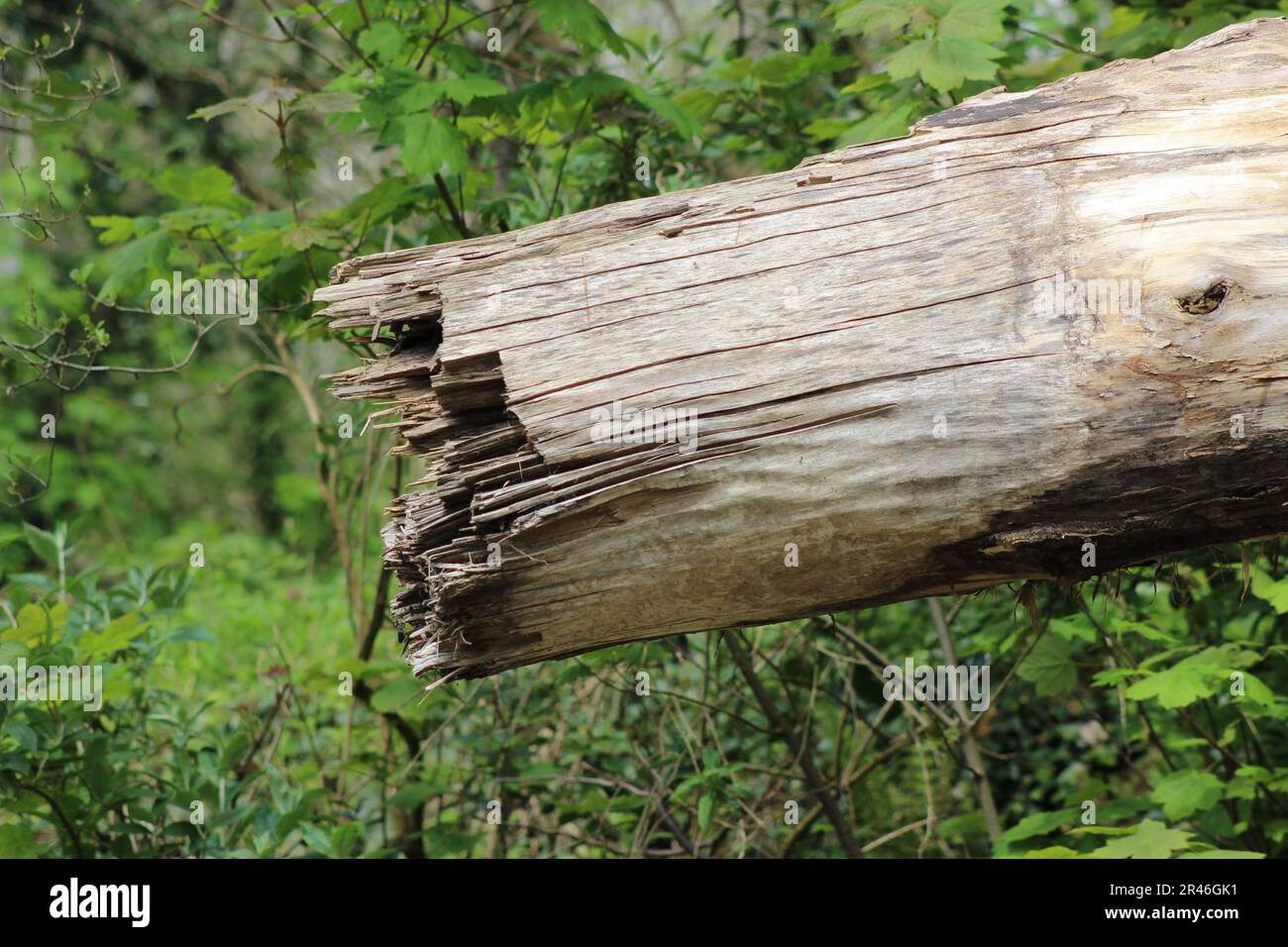 A close-up shot of a splintered wooden plank, with visible cracks and ...