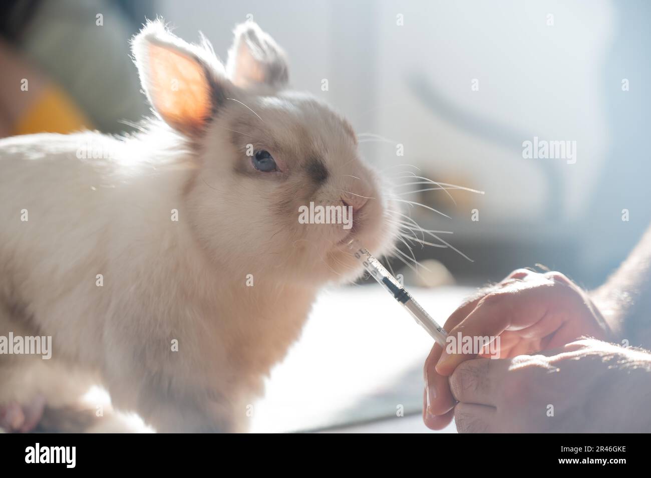 A man gives a rabbit medicine from a syringe. Bunny drinks from a ...