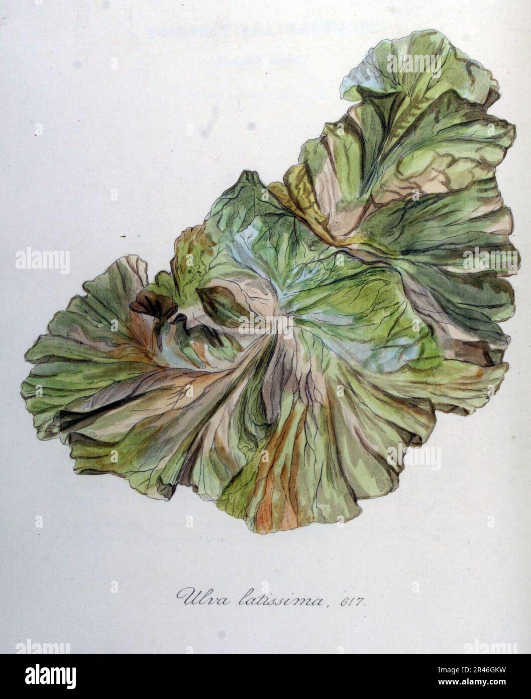 Ulva latissima — Flora Batava — Volume v8 Stock Photo - Alamy Ulva latissima — Flora Batava — Volume v8 Stock Photo - Alamy