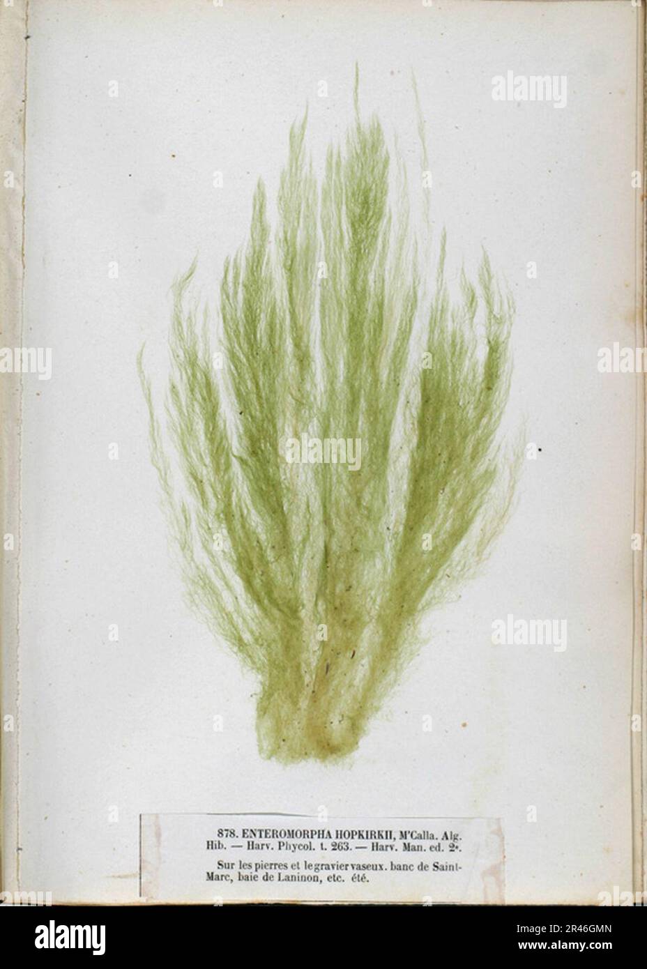 Ulva flexuosa subsp. paradoxa Crouan Stock Photo - Alamy