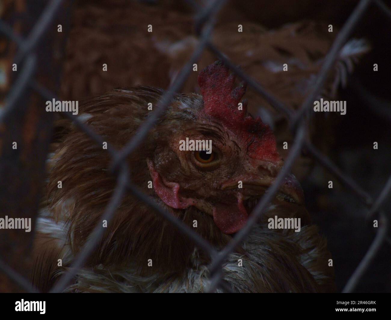 Chicken behind a fence looking in camera Stock Photo - Alamy