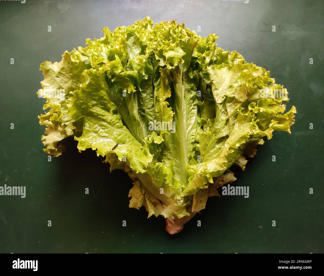 Lettuce is most often used for salads, although it is also seen in ...