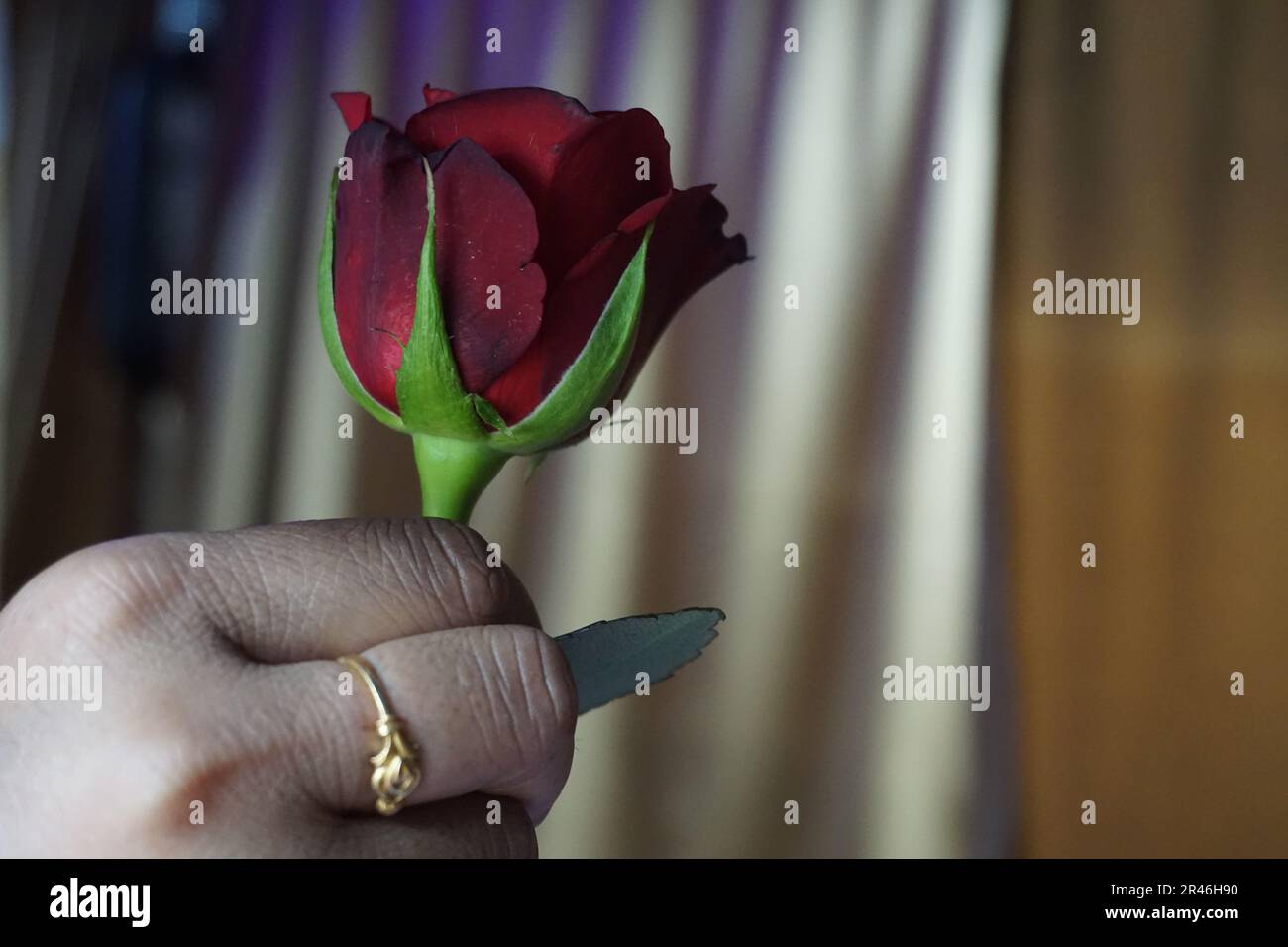 A person is holding up a beautiful red rose, showcasing its long ...