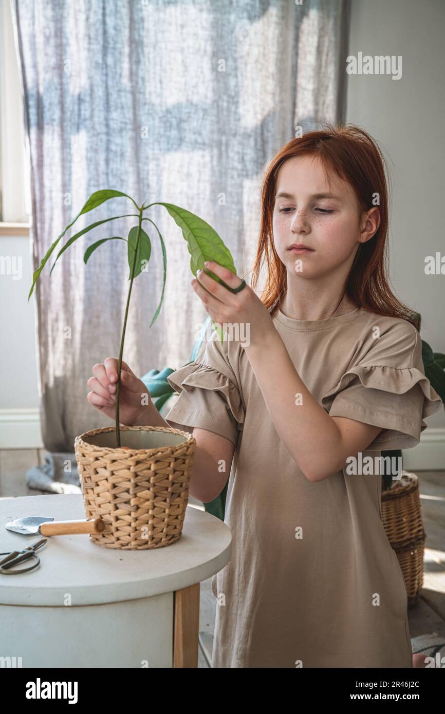 Little toddler girl planting avocado plant in the pots. Child helping ...