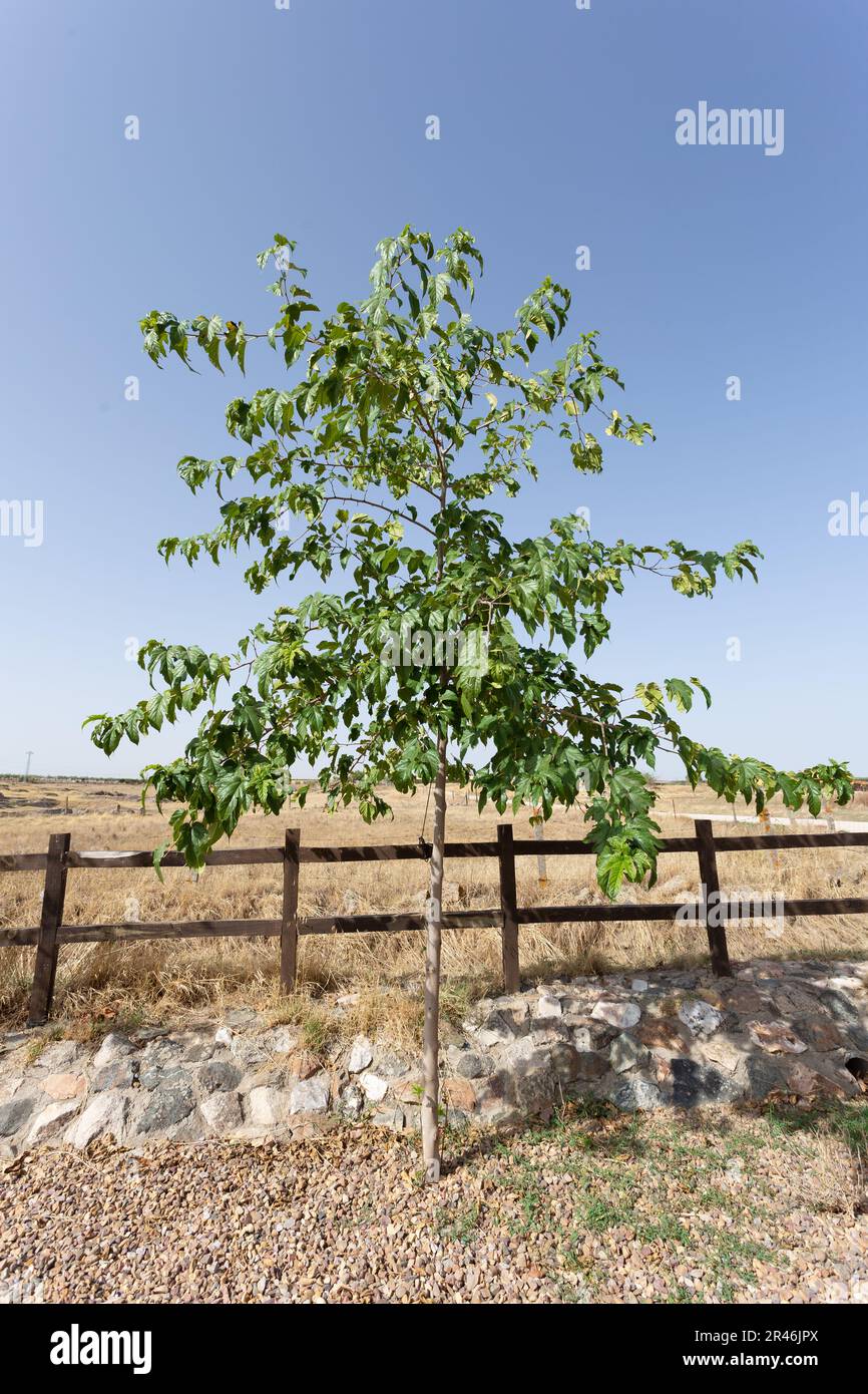 Solitary sapling tree behind fence in middle of field. It has a very ...