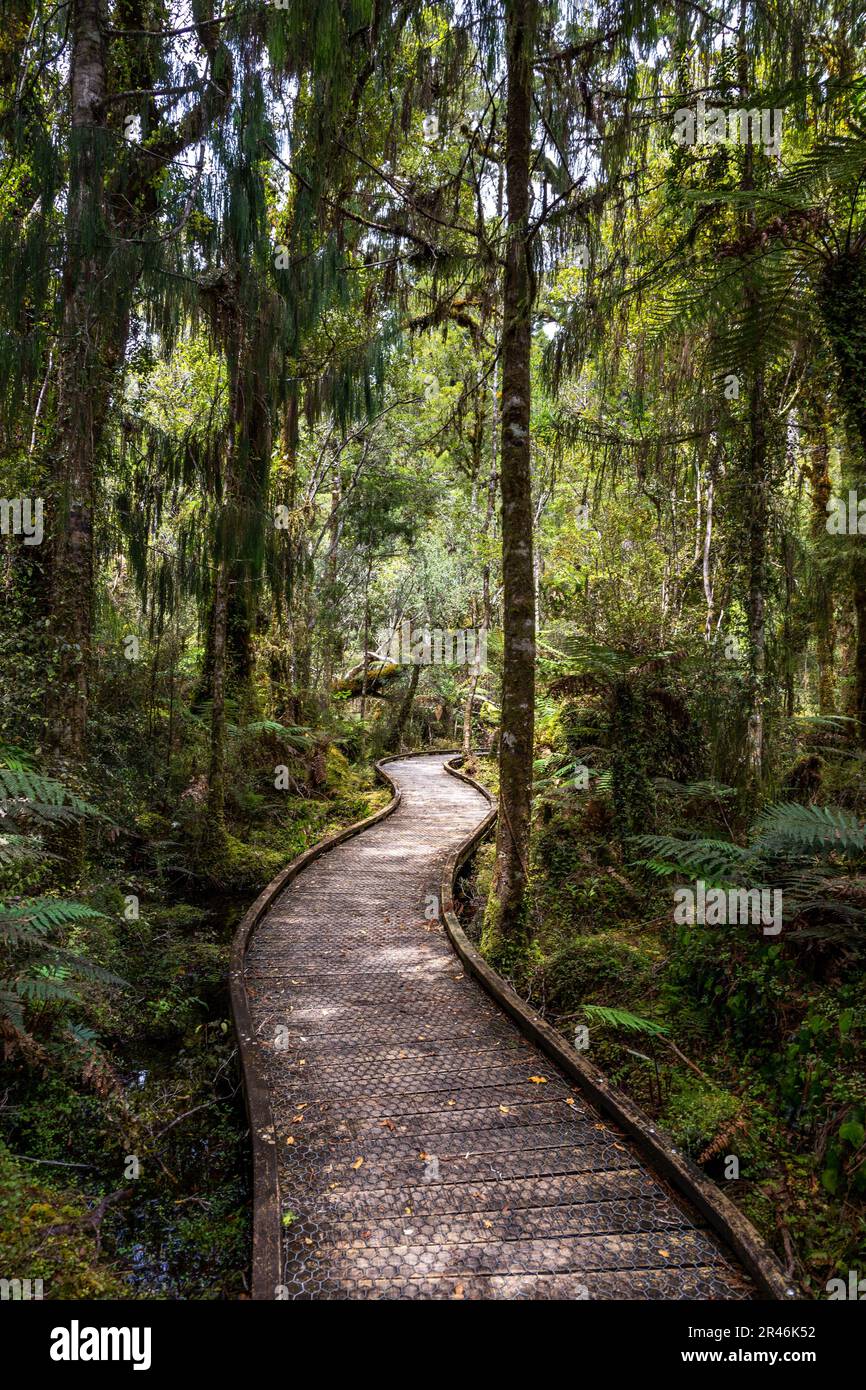 An idyllic path winding through a wooded landscape with tall trees in ...