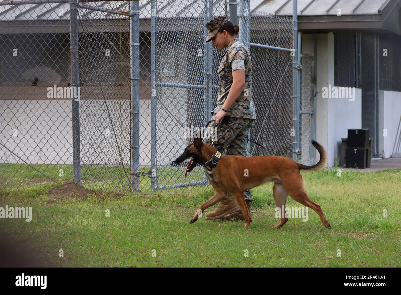 U.S. Marine Corps Sgt. Briana DeJesus, military working dog (MWD ...