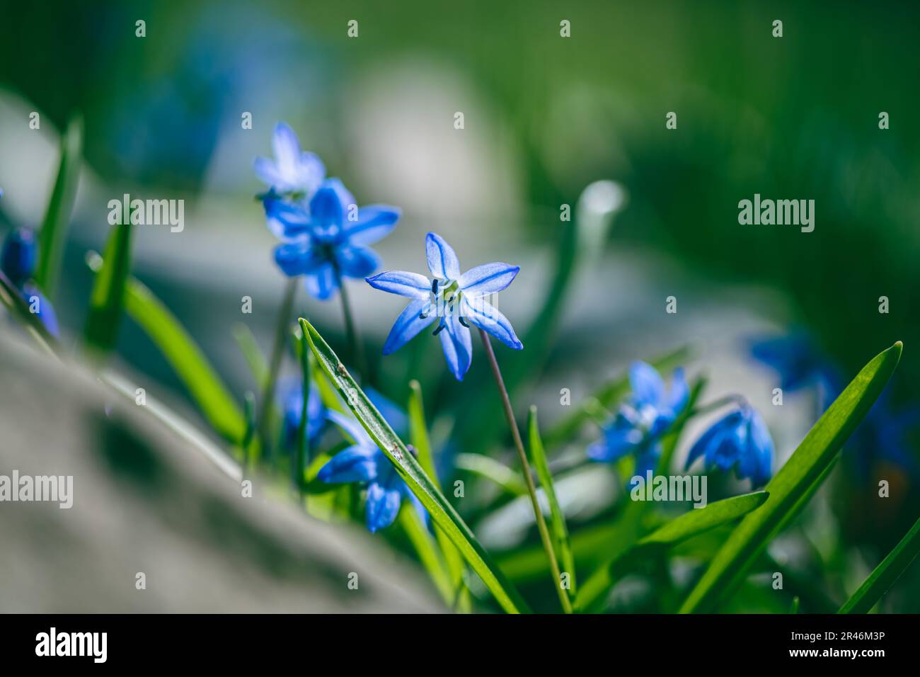 spring blue flower of Siberian scilla Stock Photo - Alamy