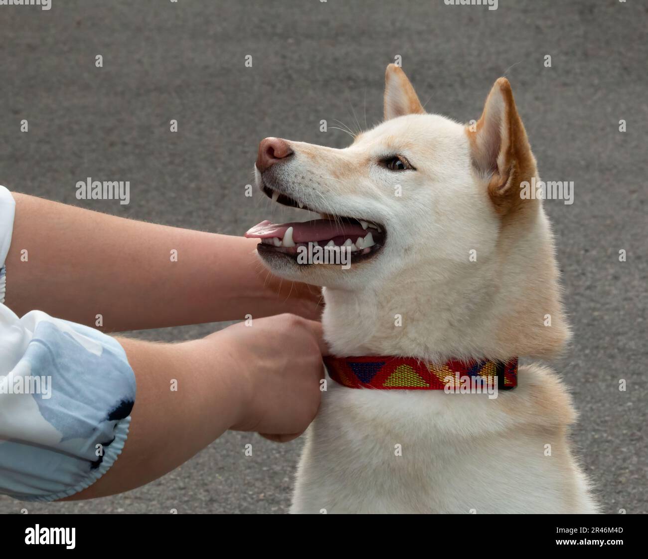Shiba inu japon hi-res stock photography and images - Alamy