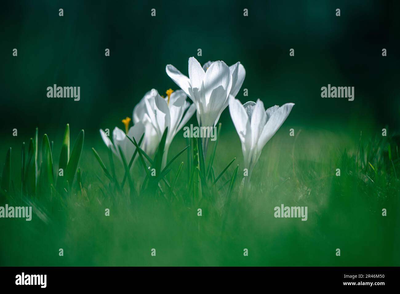flowers crocuses in full blossom, white color, grow on the grass. the ...