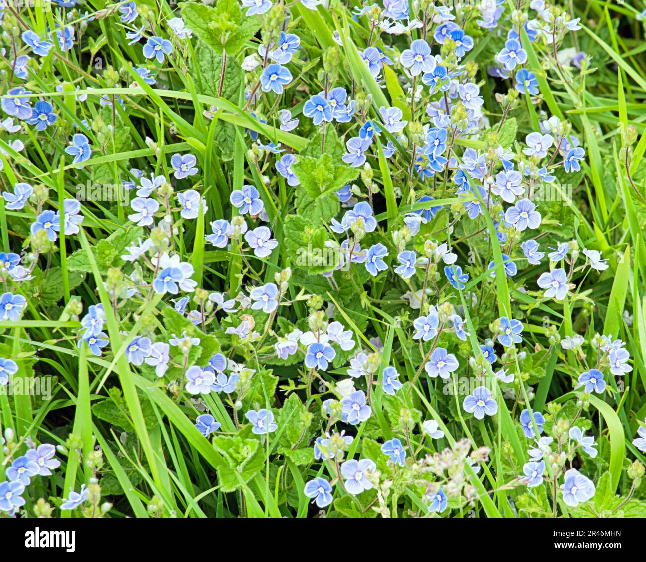 Scottish wildflowers hi-res stock photography and images - Alamy