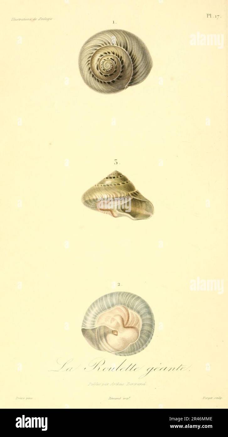 Umbonium giganteum hi-res stock photography and images - Alamy