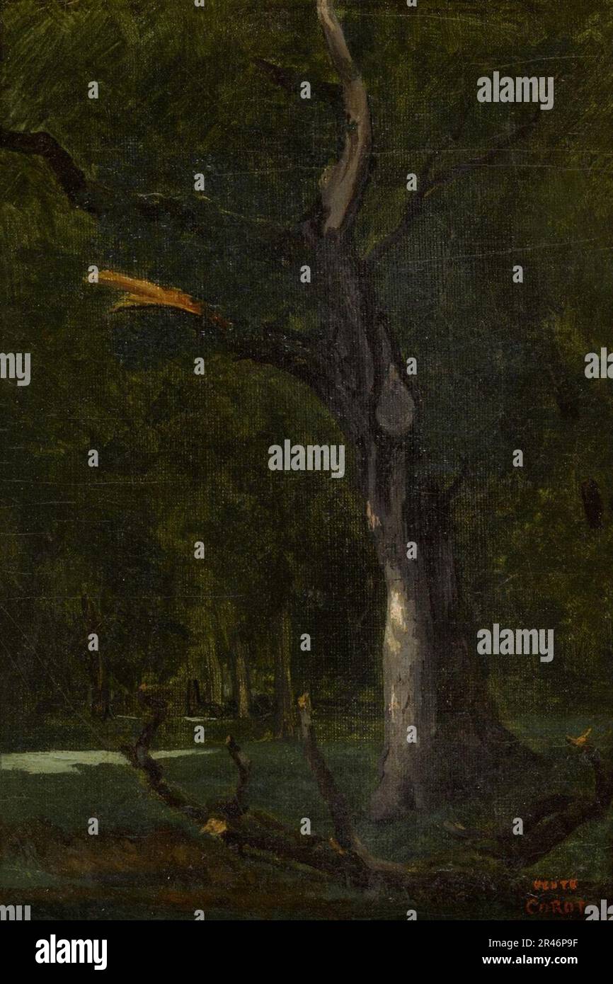 Arbre bois mort hi-res stock photography and images - Alamy