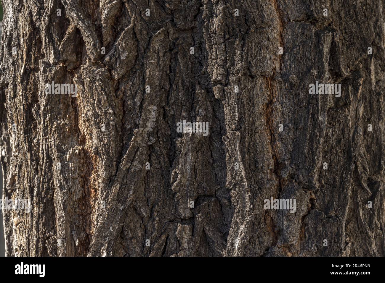 Tree bark texture tiled hi-res stock photography and images - Alamy
