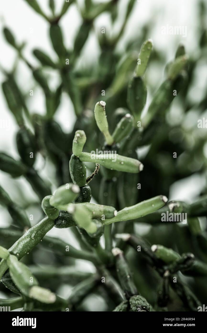 Branches of a green succulent plant with thin stems and a white ...