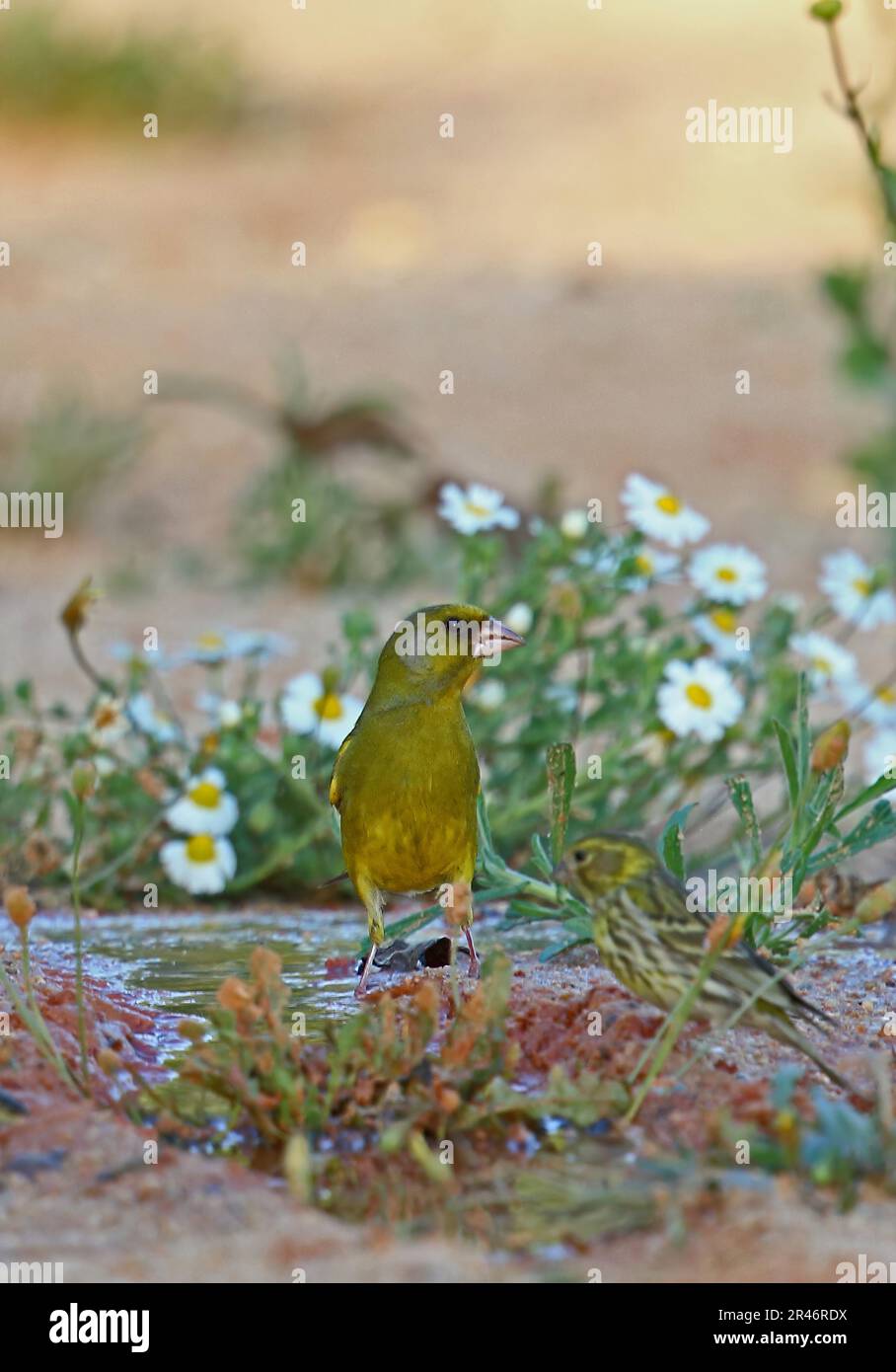 European Greenfinch (Carduelis carduelis) and European Serin (Serinus ...