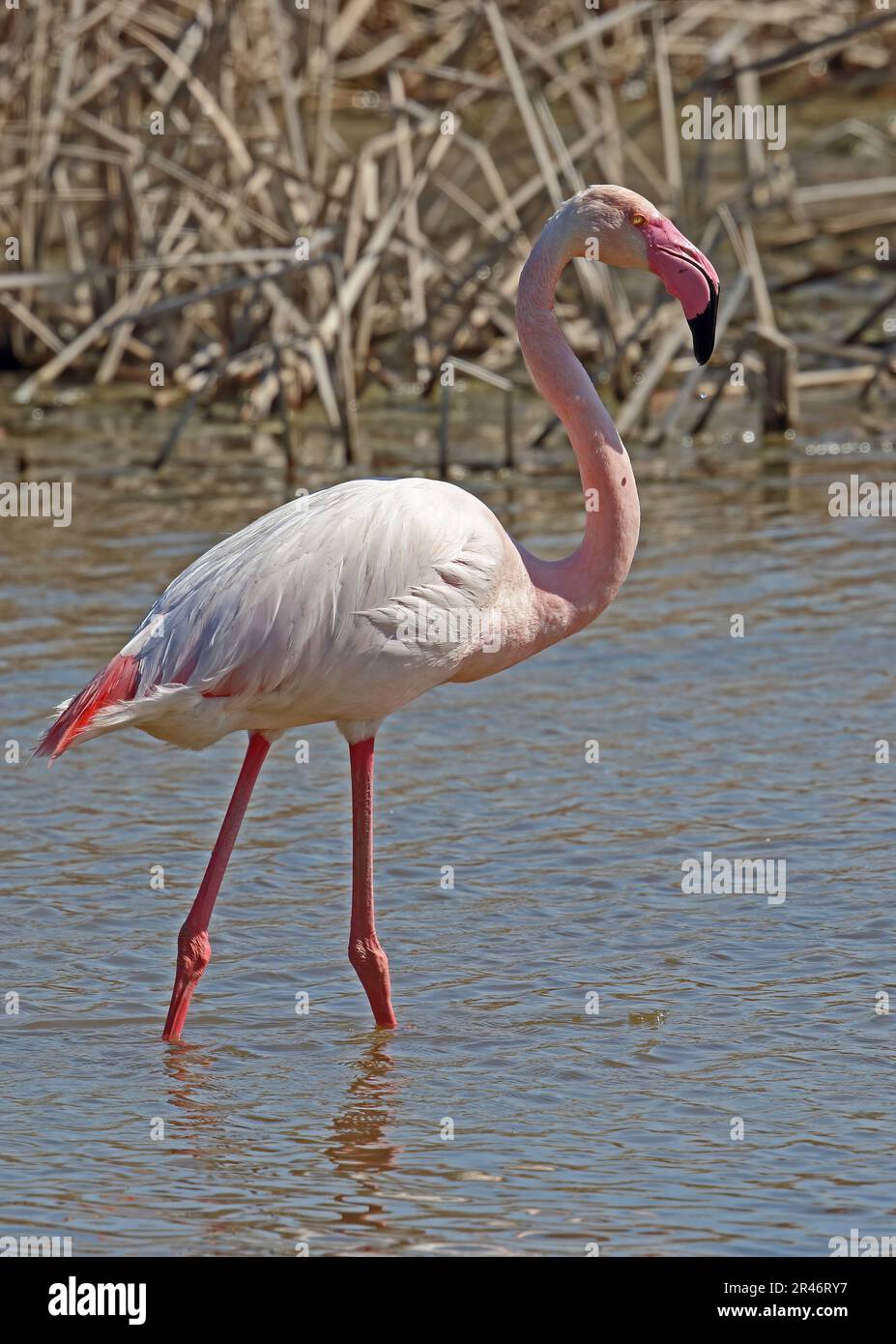 Greater Flamingo (Phoenicopterus ruber) adult in shallow water with ...