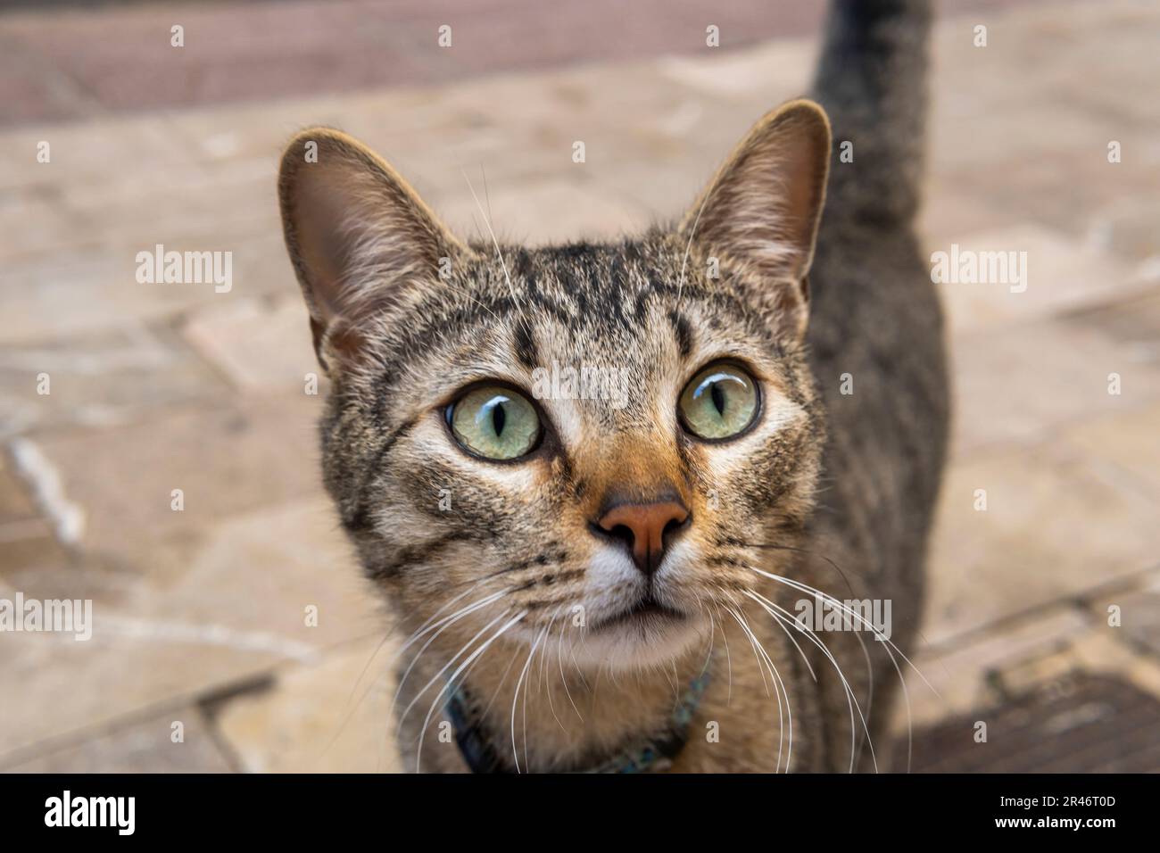Grey stray cat hi-res stock photography and images - Alamy