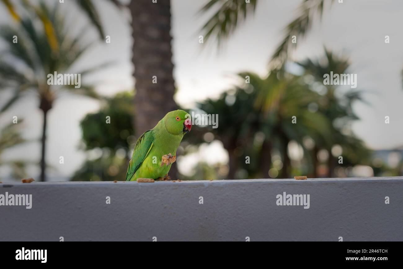 A Lanzarote green parrot eating a cracker Stock Photo - Alamy