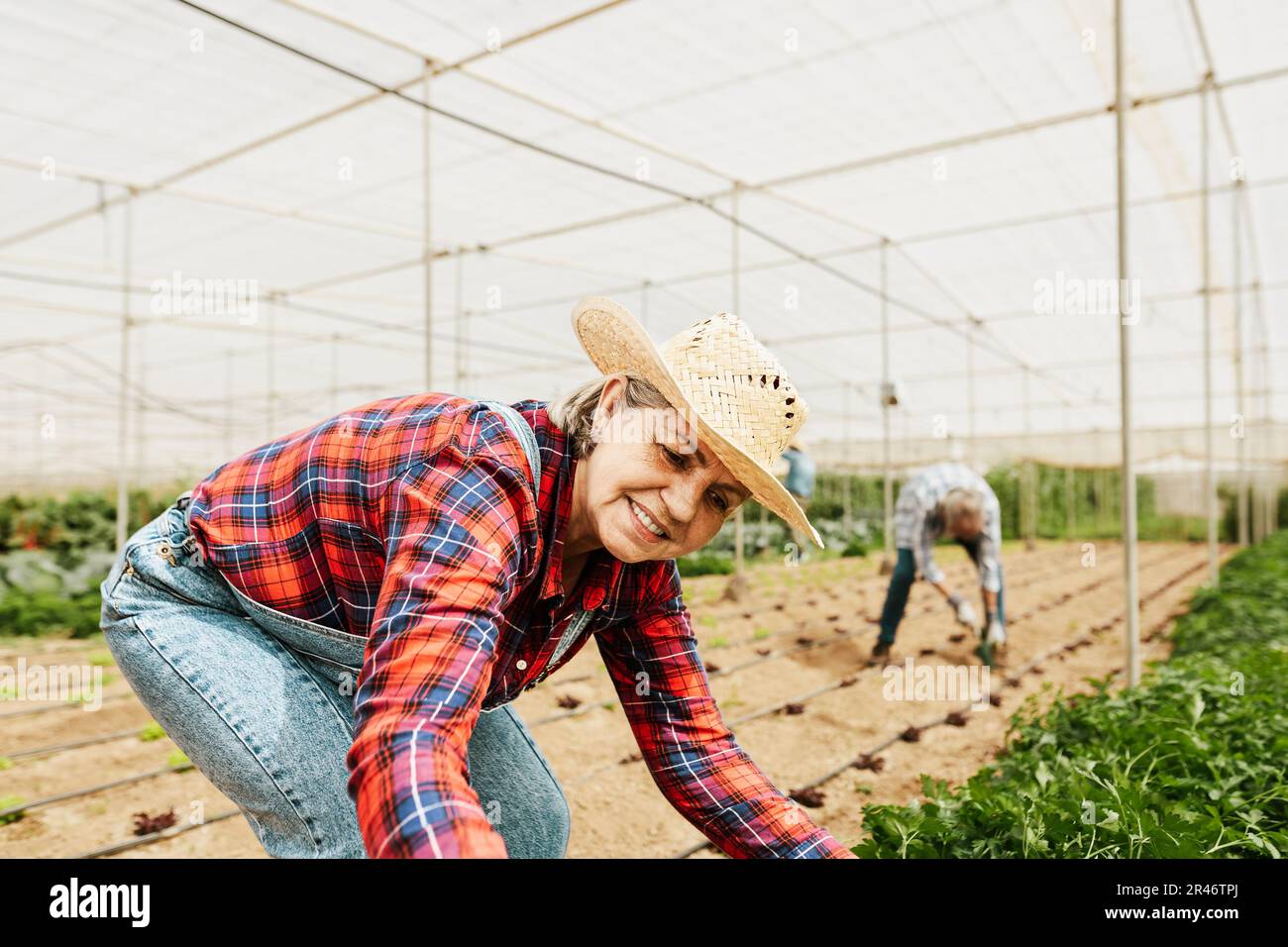 Happy senior farmer working inside agricultural greenhouse - Farm ...
