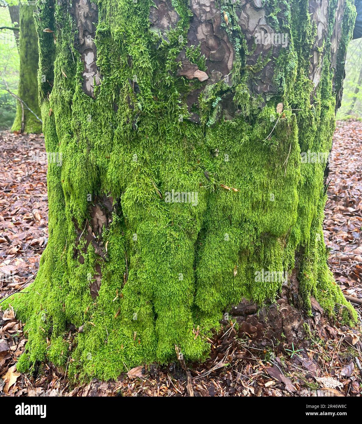 Green moss growing on a tree stump hi-res stock photography and images ...