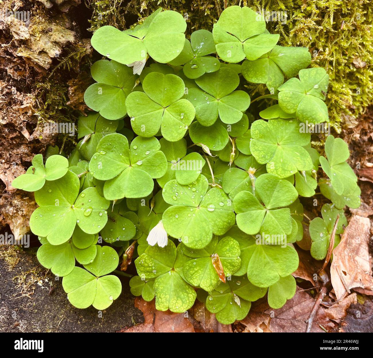 A close-up of lush green Oxalis ordinary leaves emerging from the ...